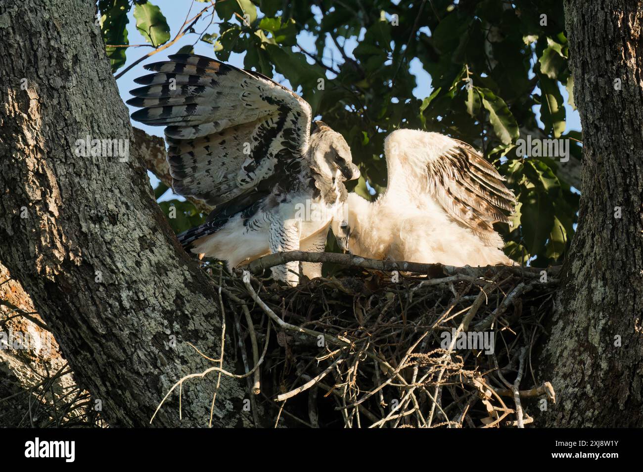 Amazon rainforest canopy harpy eagle hi-res stock photography and ...