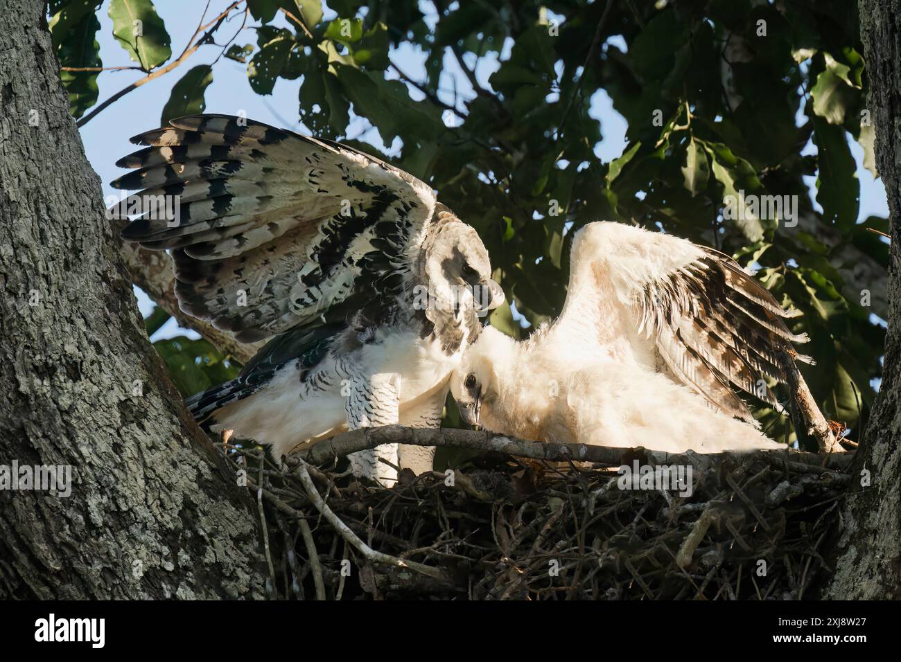 Amazon rainforest canopy harpy eagle hi-res stock photography and ...
