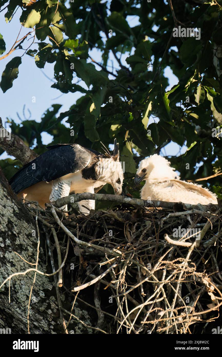 Female harpy eagle harpia harpyja hi-res stock photography and images ...
