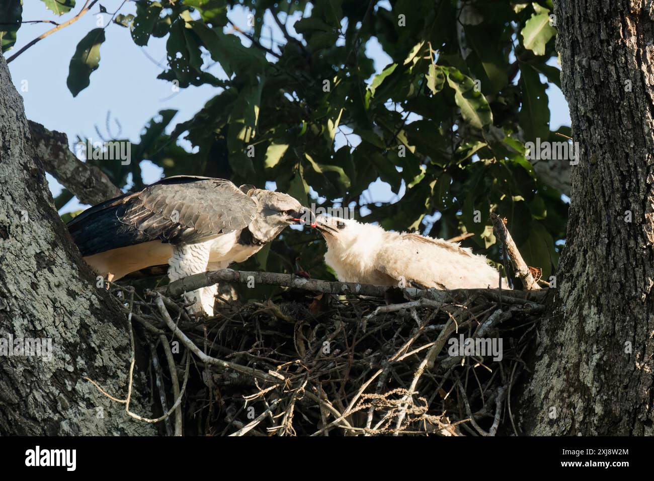 Amazon rainforest canopy harpy eagle hi-res stock photography and ...