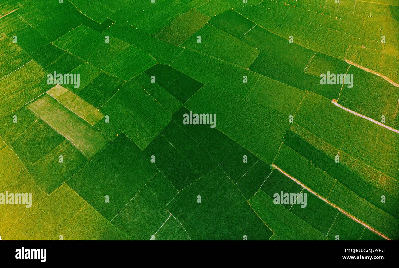 [Green] Rice fields in the north of Iran in Mazandaran province Stock ...