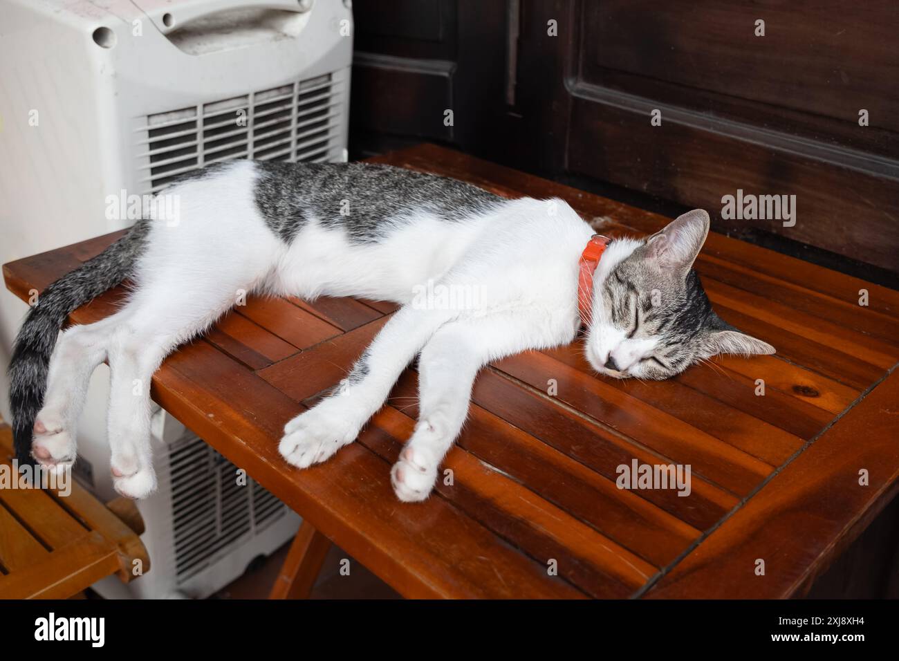 Kitten under table hi-res stock photography and images - Alamy