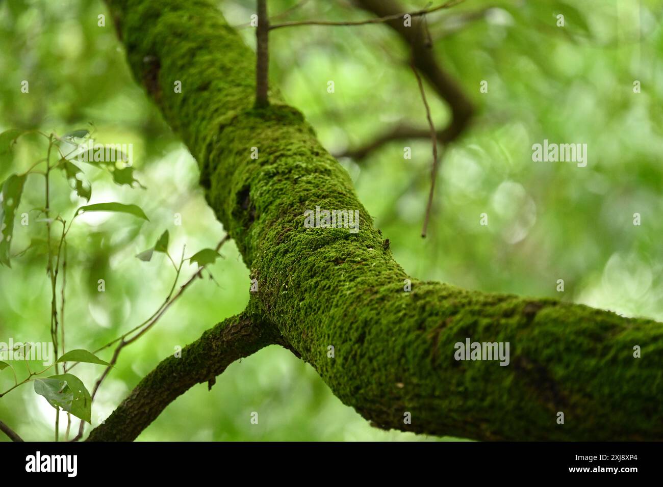 A close-up photograph of a tree branch covered in a thick layer of ...