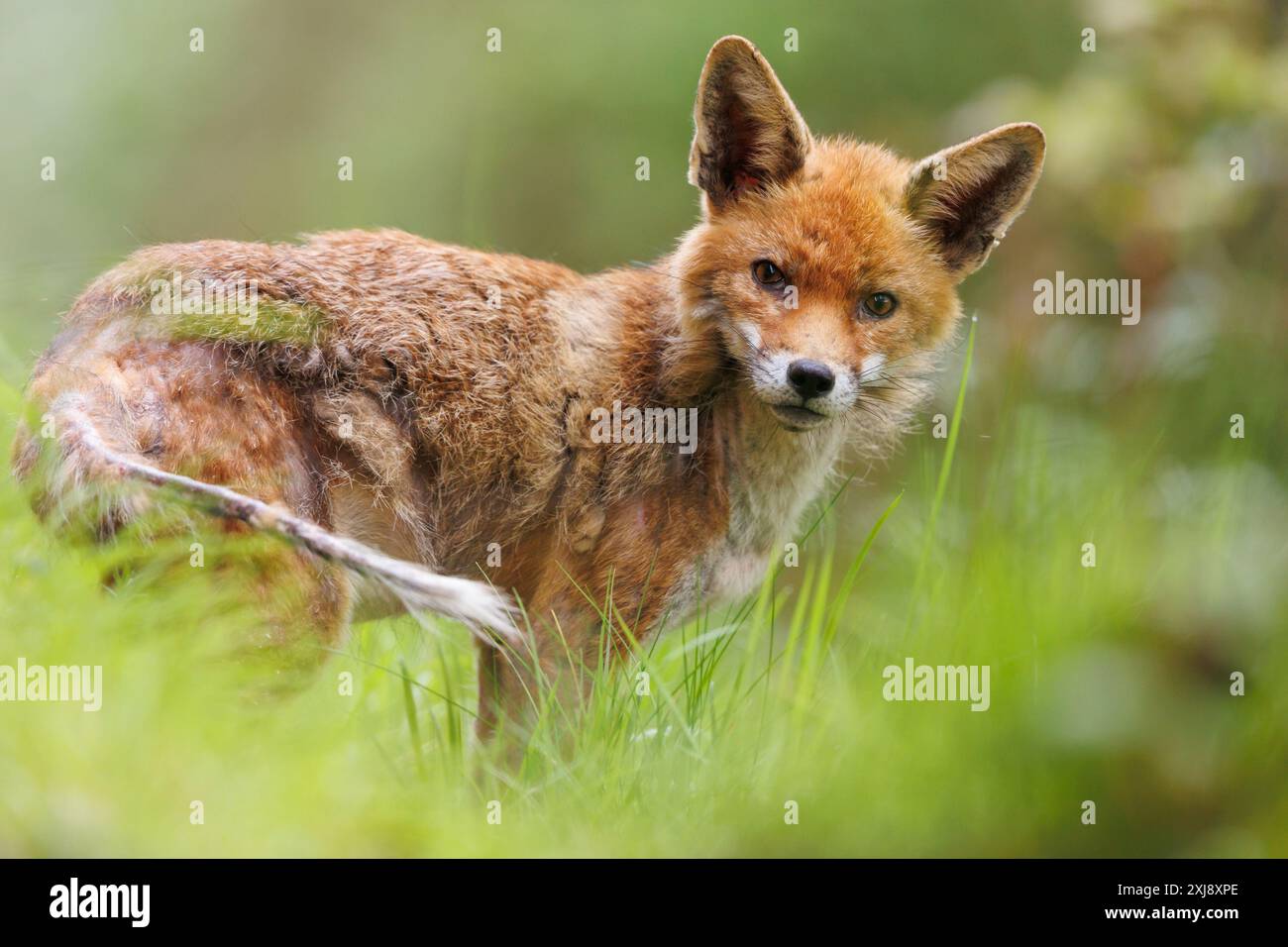 Fox mange hi-res stock photography and images - Alamy