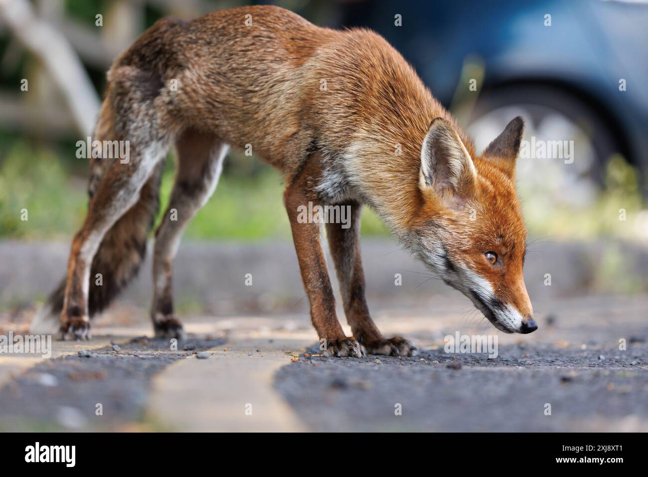 Conservation of urban wildlife hi-res stock photography and images - Alamy