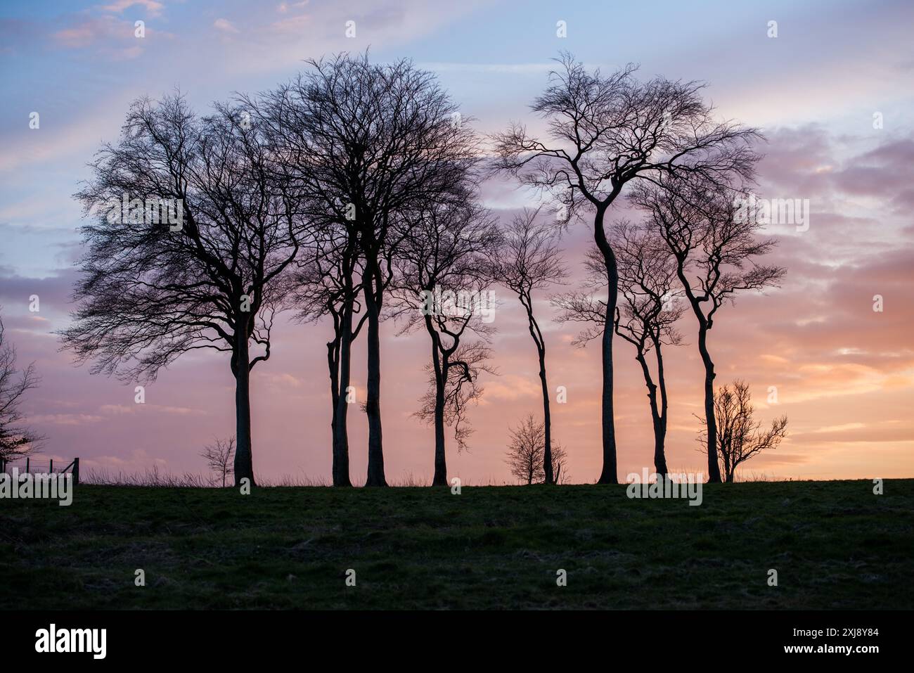 Folly Clump, a cluster of trees above Children Warren on the Ridgeway ...