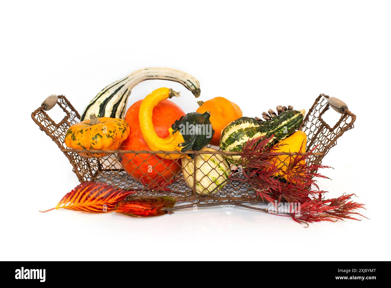 Basket of gourds on white background with copy space. Fall, halloween ...