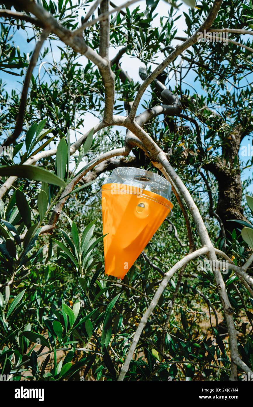 a trap for Bactrocera oleae flies, whose larvae feed on the fruit of ...