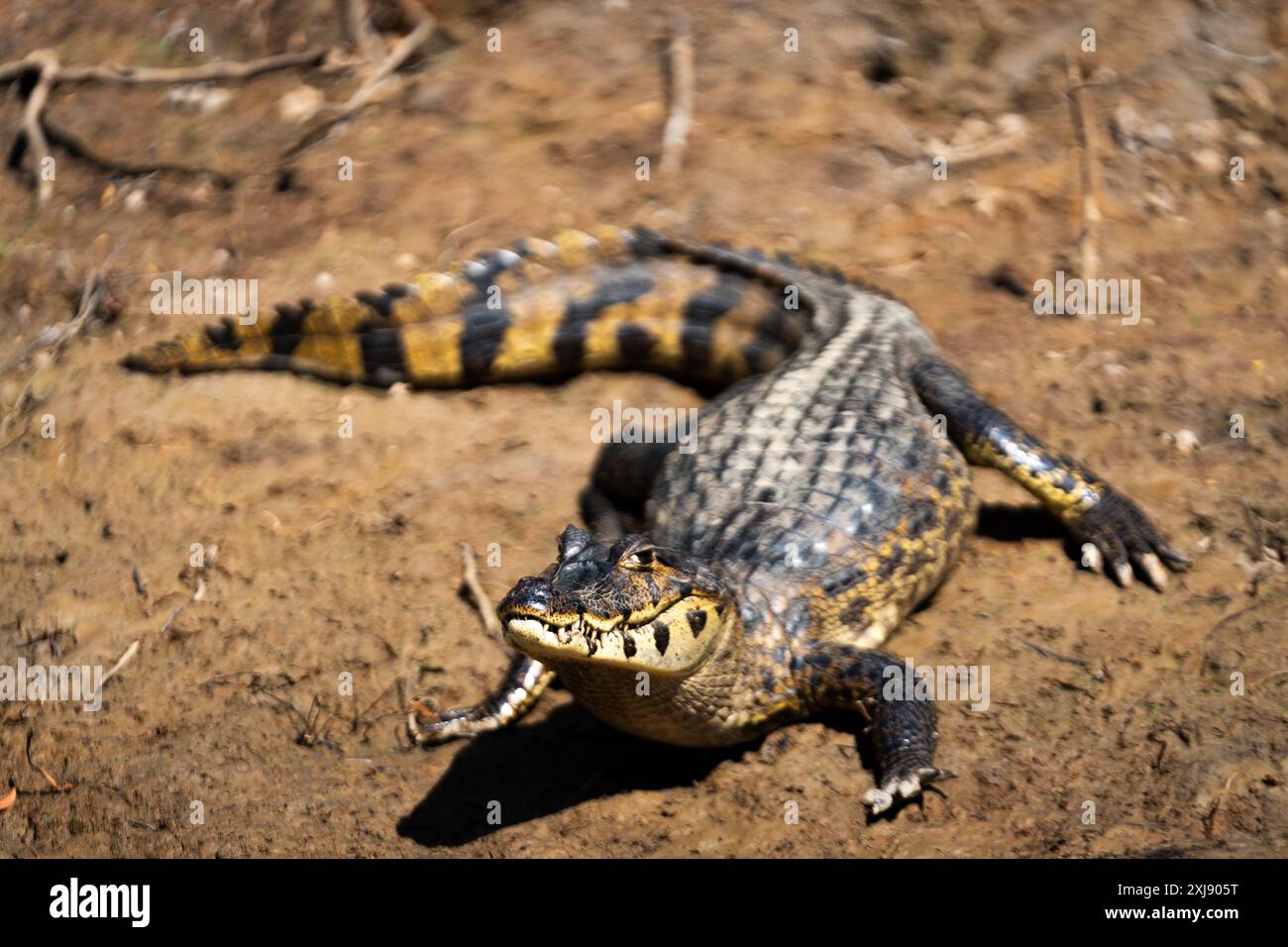 Amazon Rainforest Crocodiles
