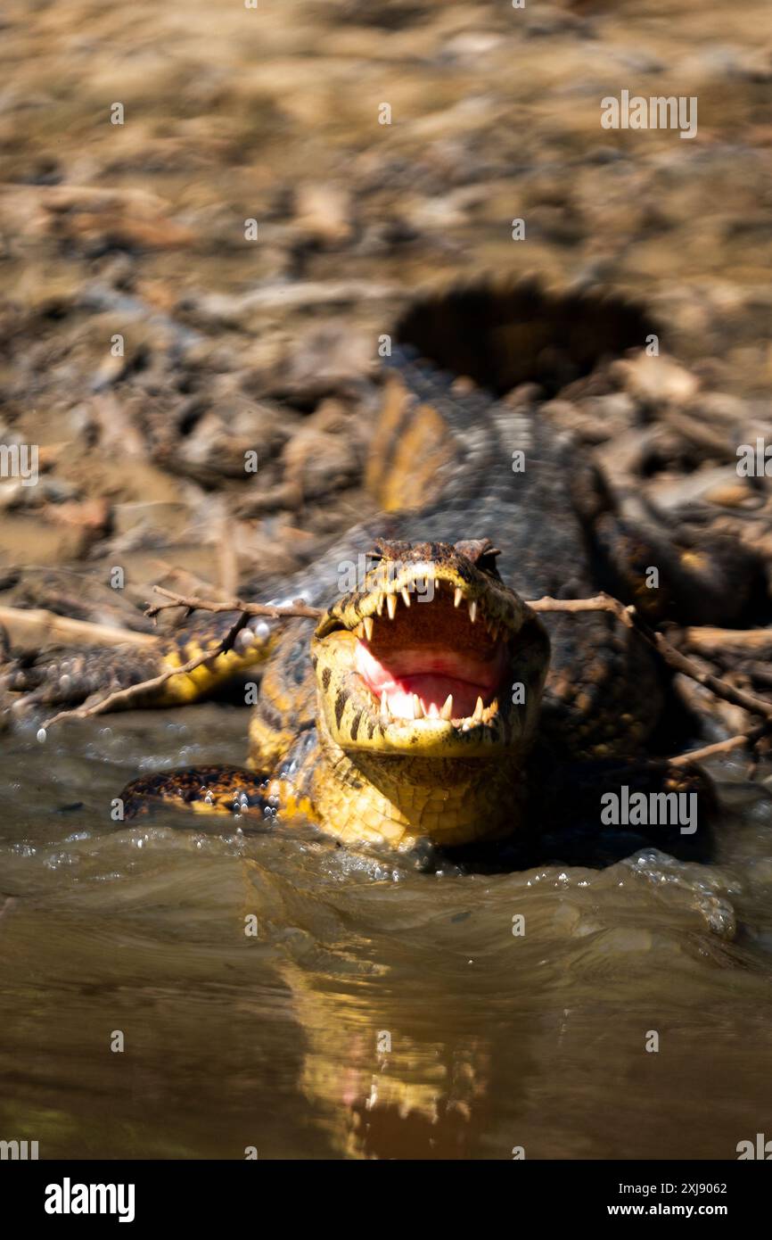 Crocodiles in the Amazon Rainforest Stock Photo - Alamy
