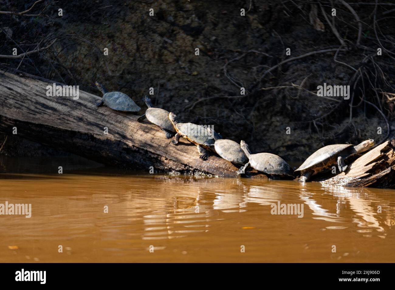 Amazon rainforest turtles hi-res stock photography and images - Alamy