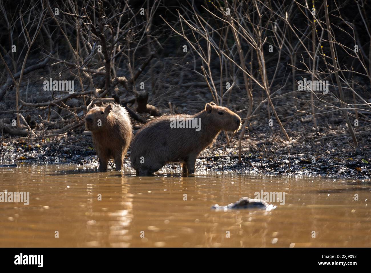 Capybaras bolivia hi-res stock photography and images - Alamy