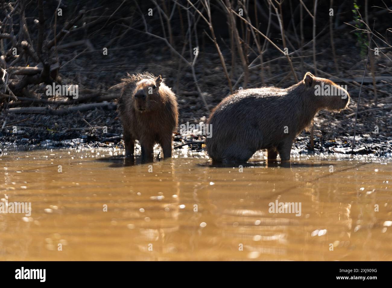 Capybaras in the Amazon Rainforest Stock Photo - Alamy