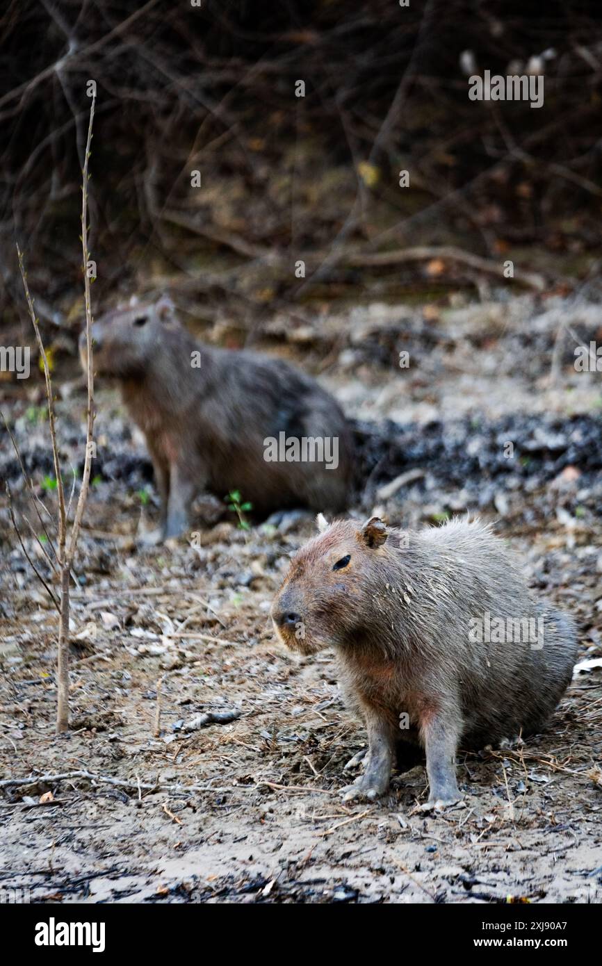 Capybaras bolivia hi-res stock photography and images - Alamy