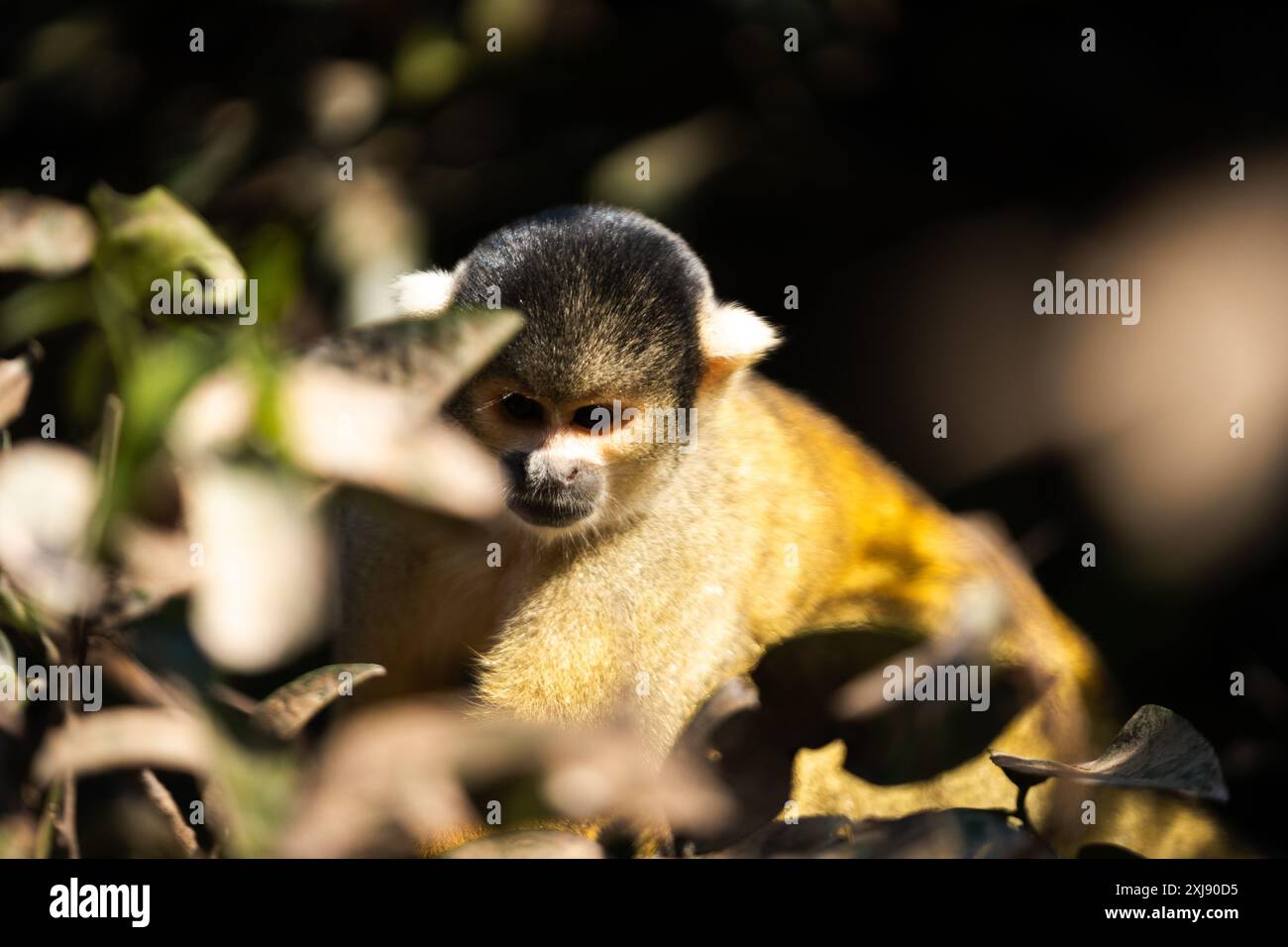 Monkey in the Amazon Rainforest Stock Photo - Alamy