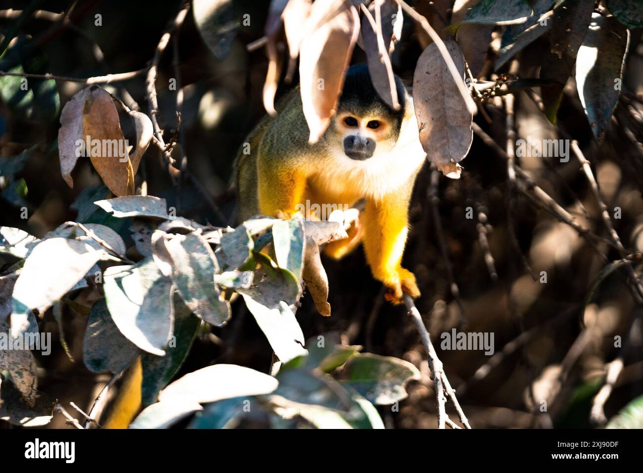 Monkey in the Amazon Rainforest Stock Photo - Alamy