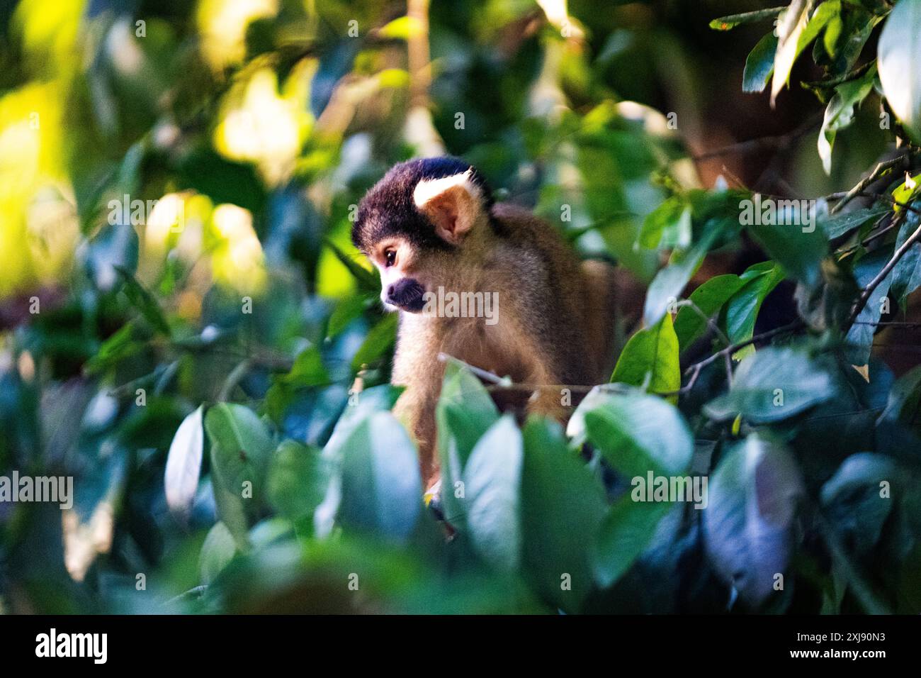 Monkey in the Amazon Rainforest Stock Photo - Alamy