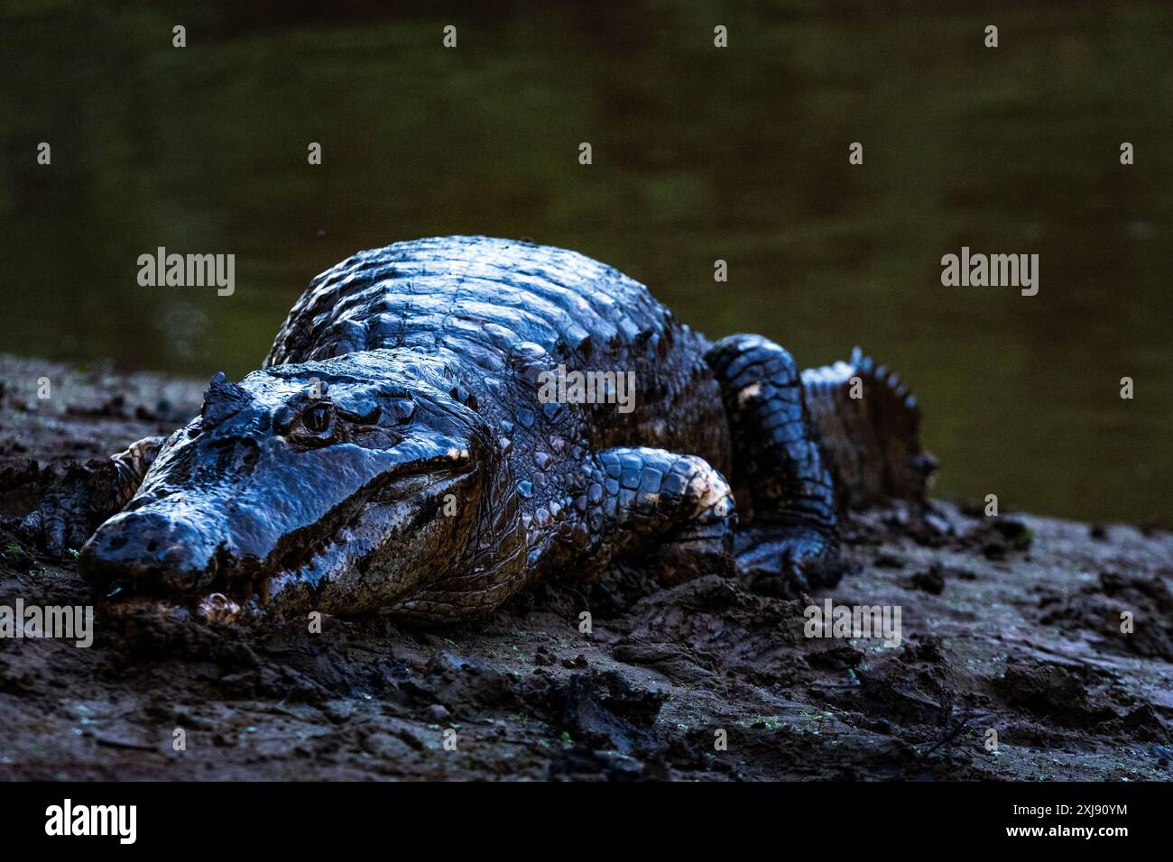 Crocodiles in the Amazon Rainforest Stock Photo - Alamy