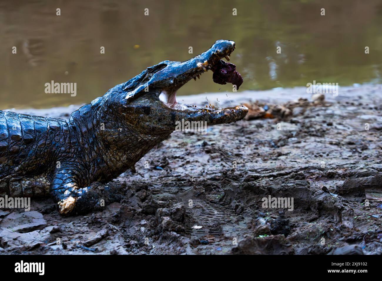 Crocodiles in the Amazon Rainforest Stock Photo - Alamy