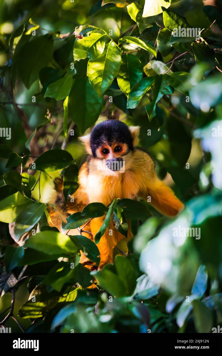 Monkey in the Amazon Rainforest Stock Photo - Alamy