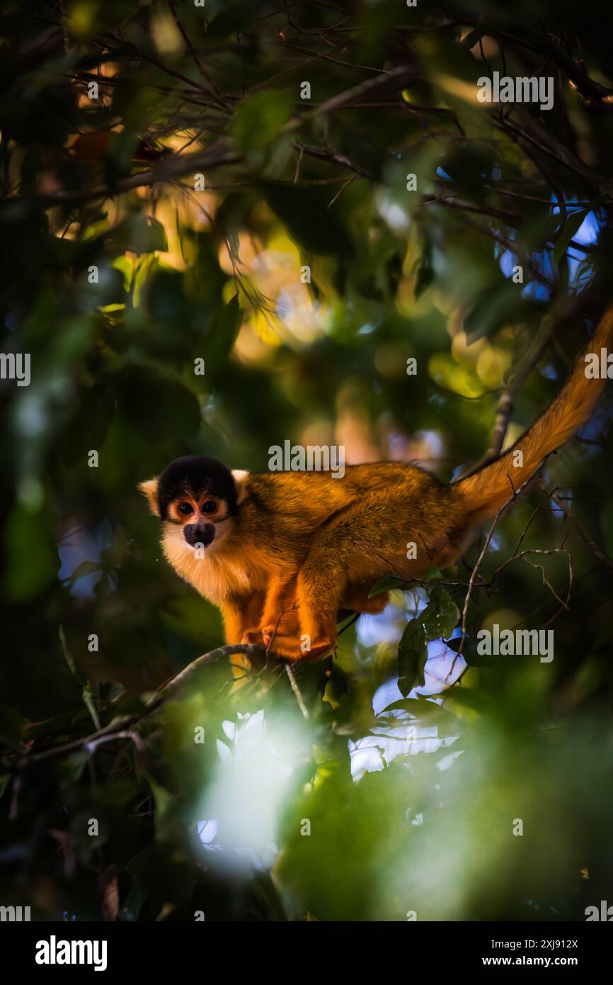 Monkey in the Amazon Rainforest Stock Photo - Alamy