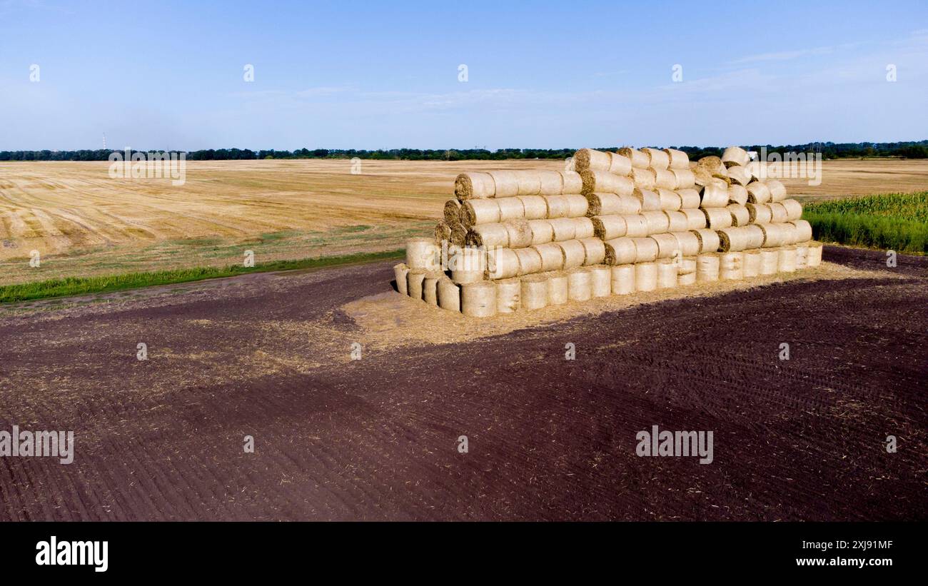 Many bales of rolls of dry straw after wheat harvest on field. Bales in ...