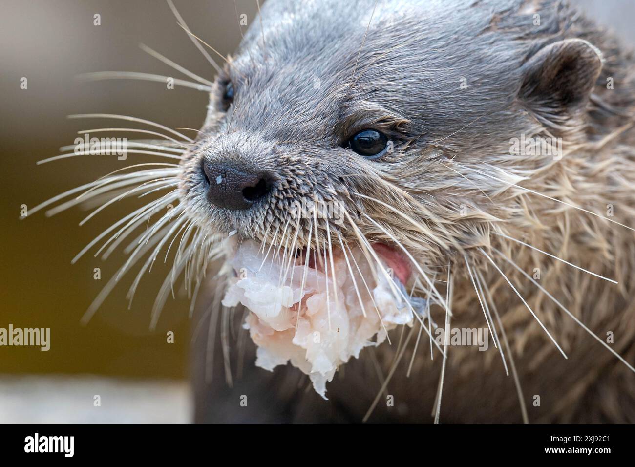 17 July 2024, Bremen: An otter is fed in its enclosure. New animals at ...