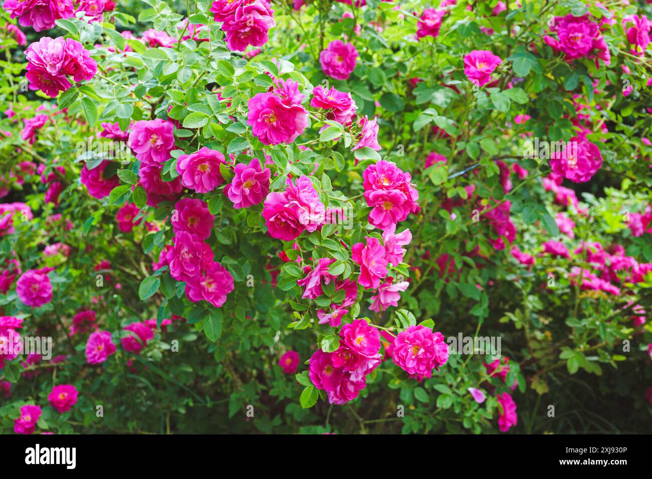 Beautiful blooming rose bush with pink, magenta flowers in garden or ...