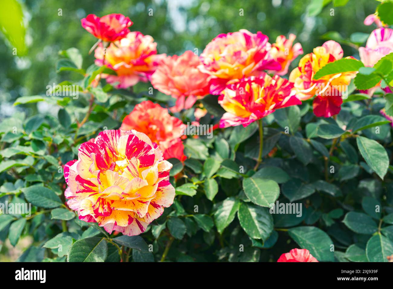 Beautiful blooming yellow red striped rose, two toned flower in garden ...