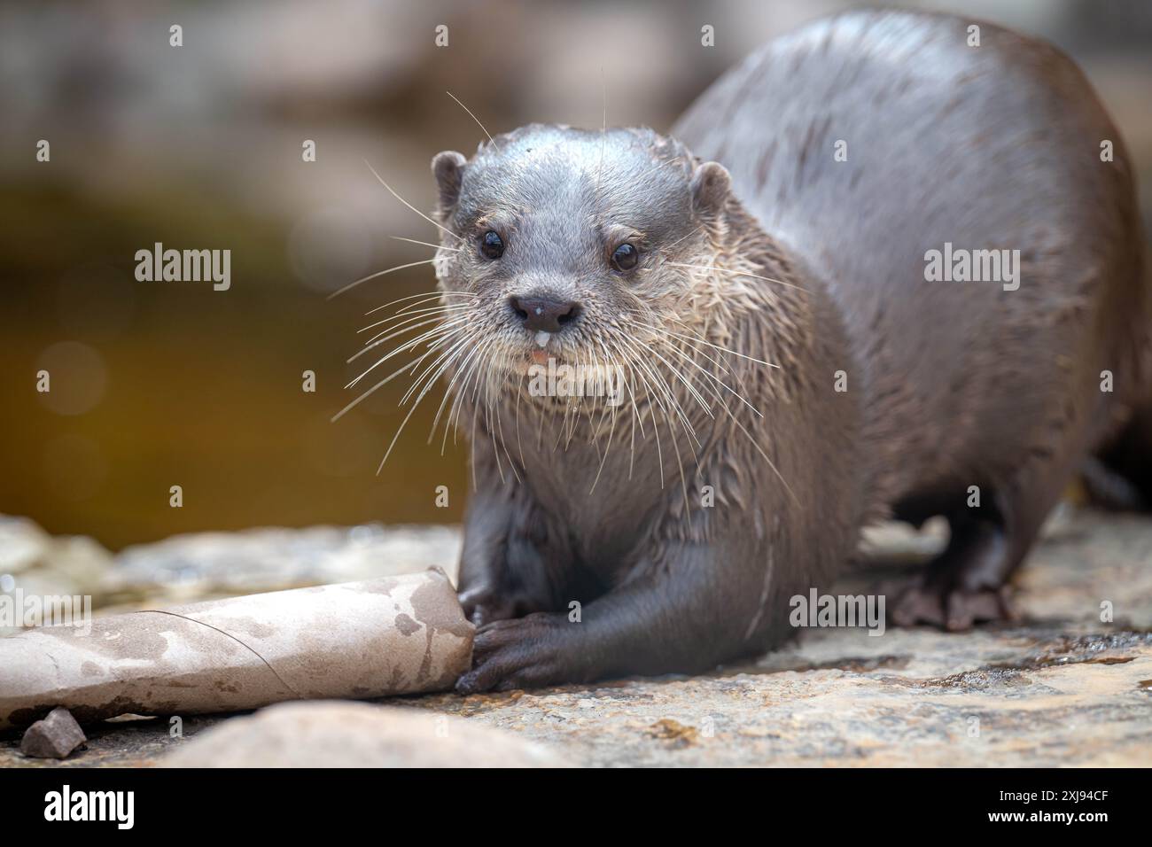 17 July 2024, Bremen: An otter is fed in its enclosure. New animals at ...