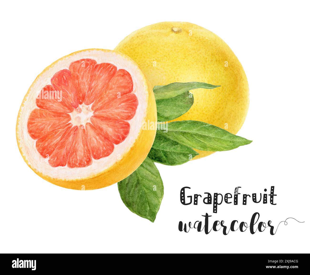 Watercolor Grapefruit Illustration Citrus Art, Perfect for Kitchen ...