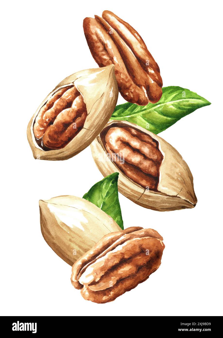 Falling Pecan nuts. Hand drawn painted watercolor illustration ...