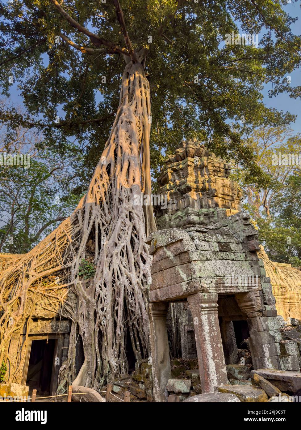 Ta Prohm Temple, a Mahayana Buddhist monastery built in the late 12th ...