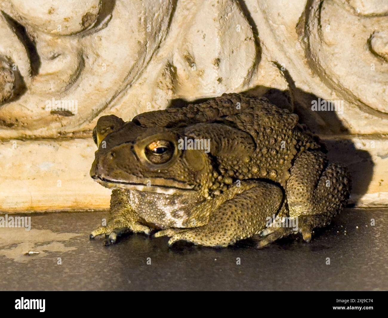 Asian common toad Duttaphyrnus melanostictus, at the memorial to Dr ...