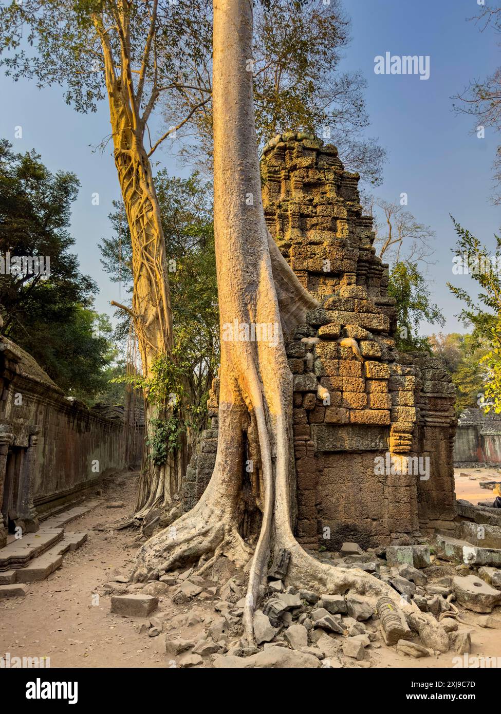 Ta Prohm Temple, a Mahayana Buddhist monastery built in the late 12th ...