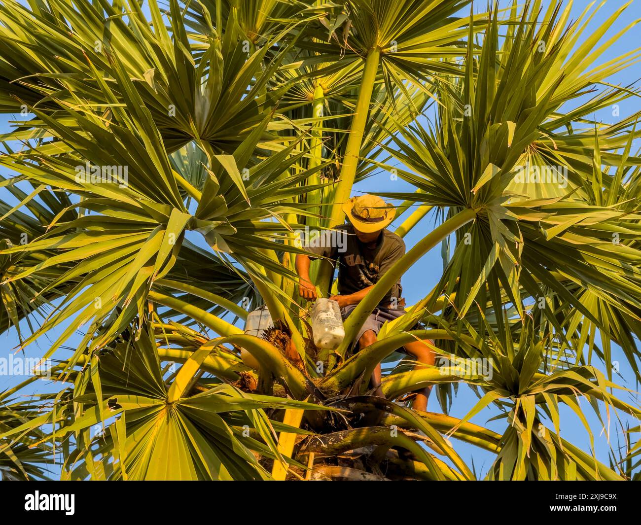 Man climbing a palm tree to harvest palm milk, Cambodia, Indochina ...