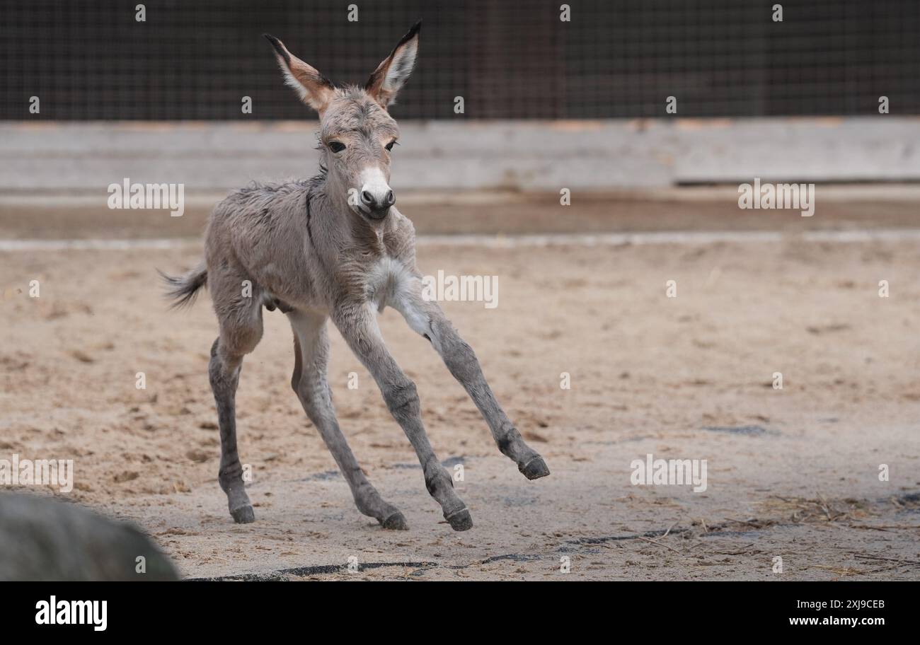 17 July 2024, Hamburg: The Thuringian forest donkey cub Eragon, born on ...