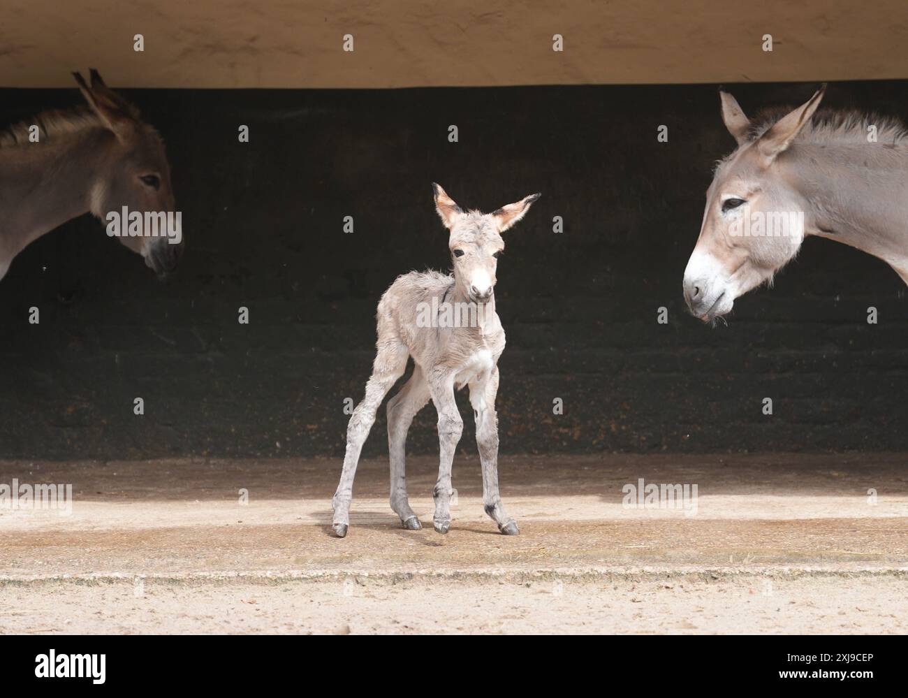 17 July 2024, Hamburg: The Thuringian forest donkey cub Eragon, born on ...