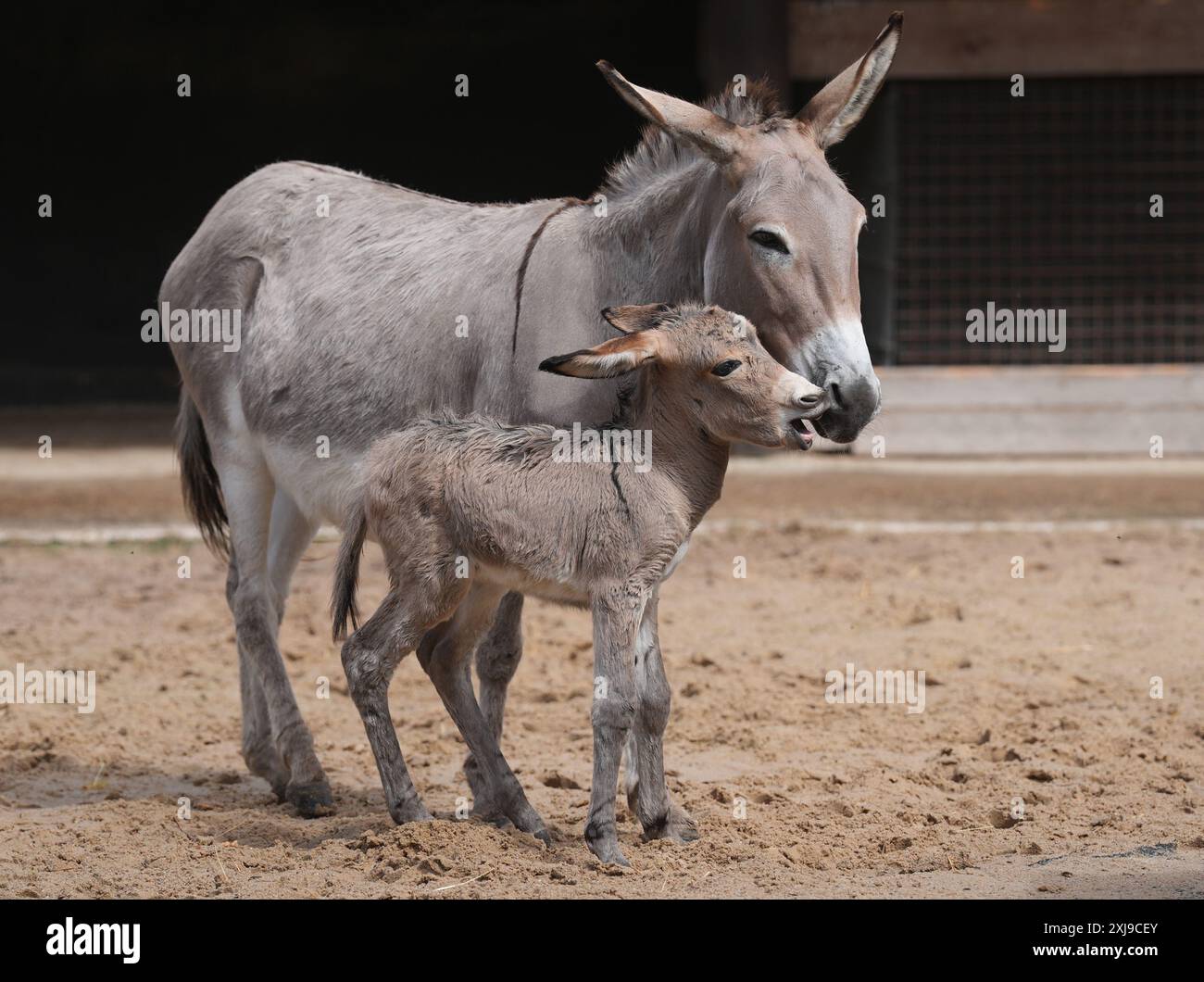 17 July 2024, Hamburg: The Thuringian forest donkey cub Eragon, born on ...
