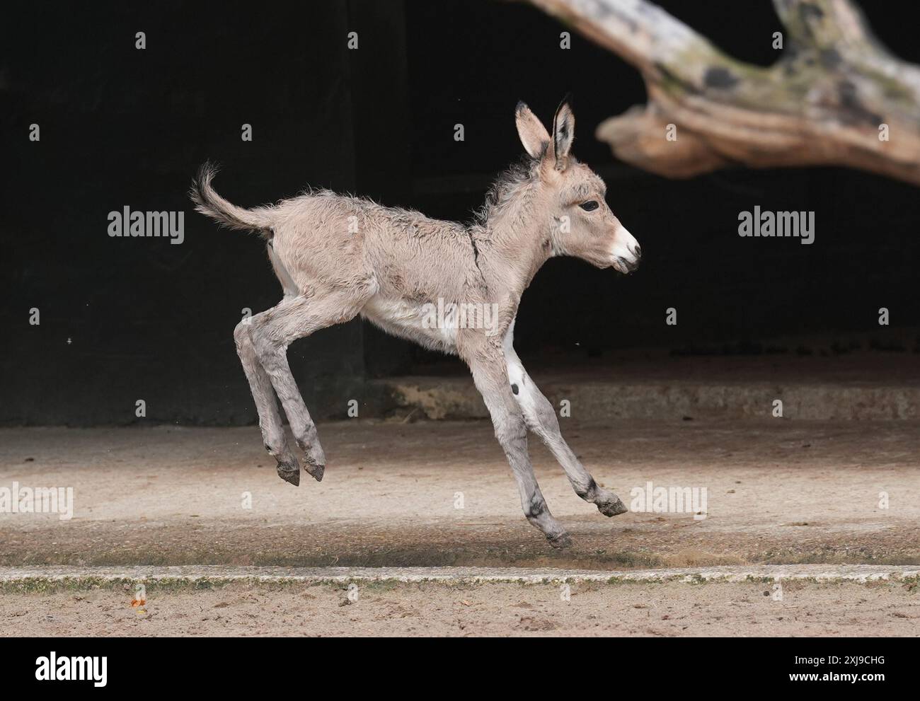 17 July 2024, Hamburg: The Thuringian forest donkey cub Eragon, born on ...