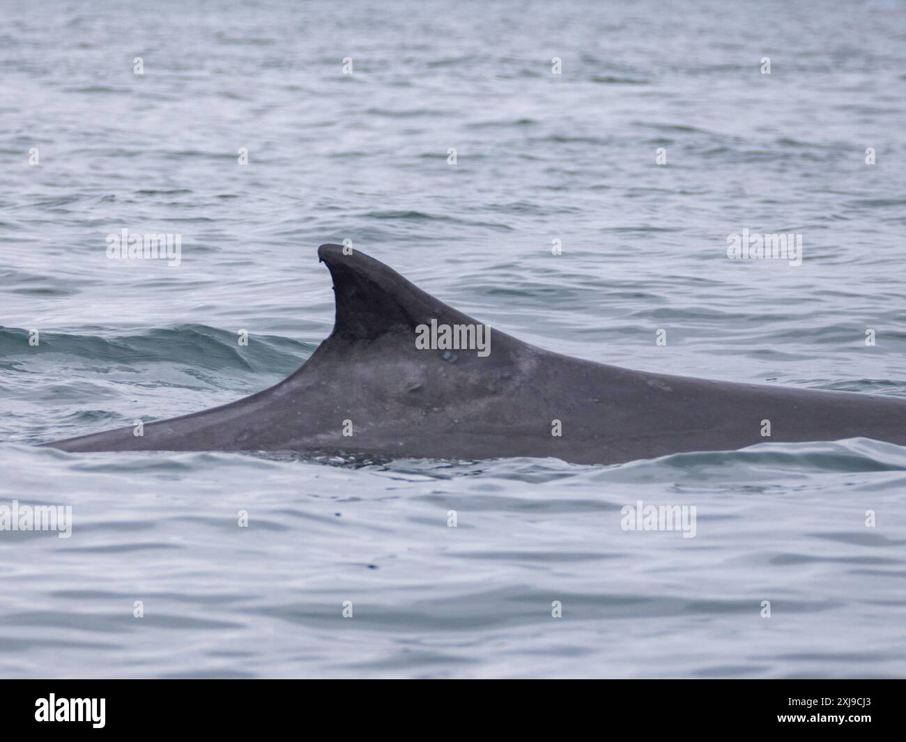 Dorsal fin detail surfacing off newport beach hi-res stock photography ...