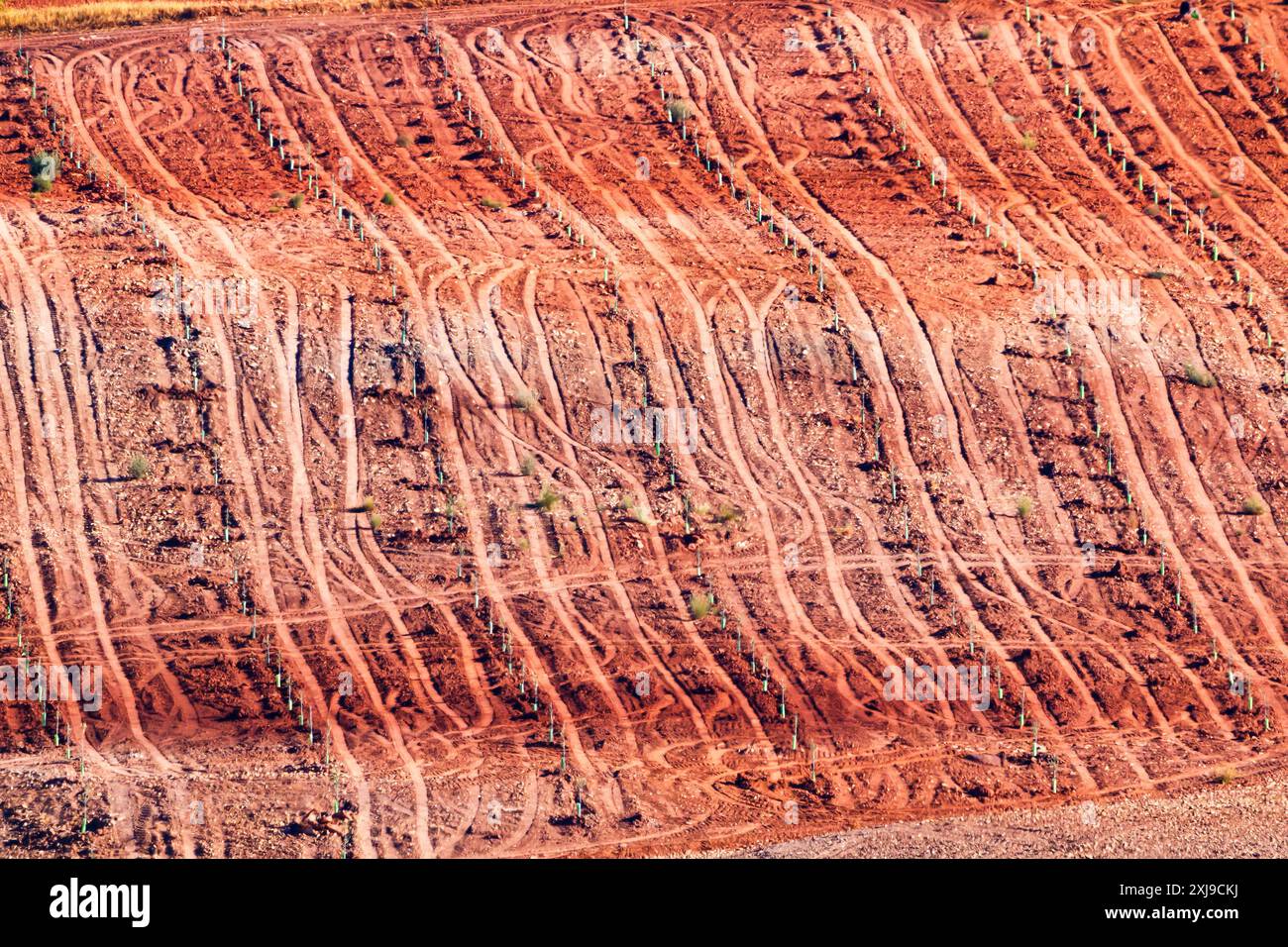 Pistachio land hi-res stock photography and images - Alamy