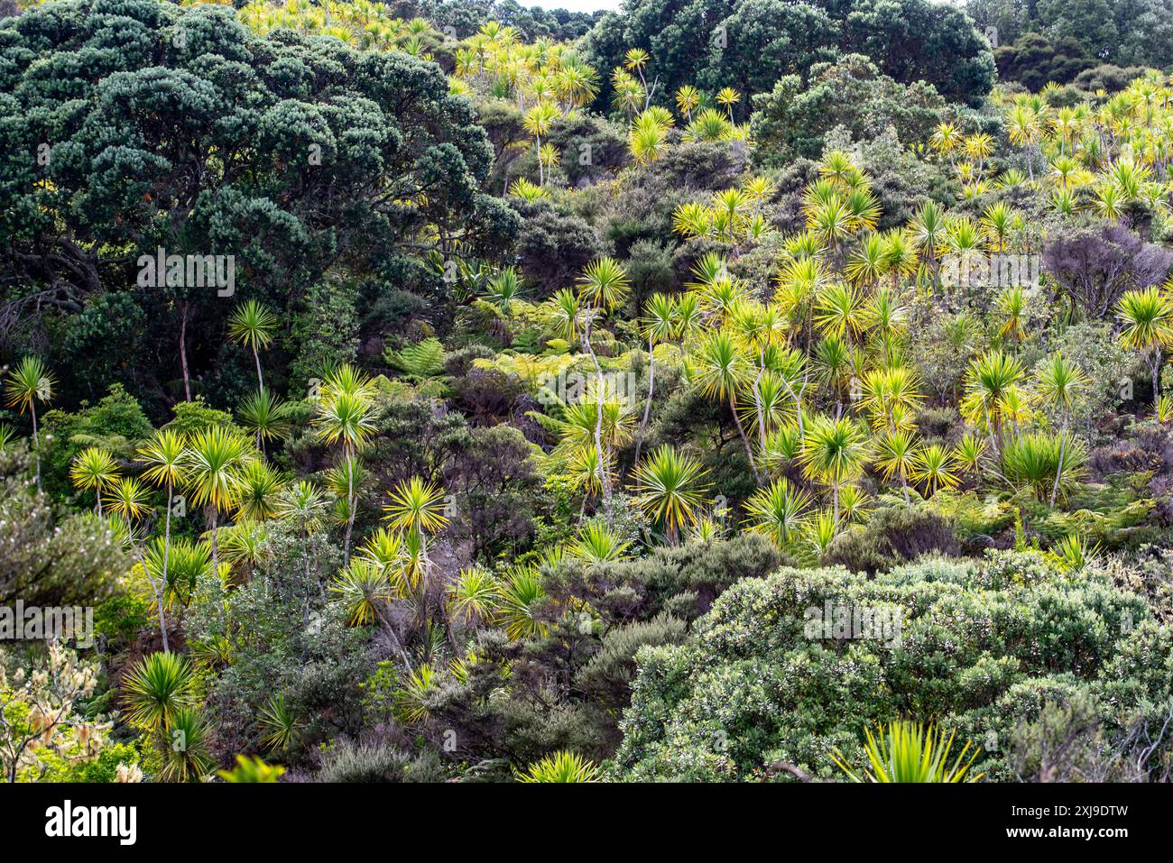 Cabbage Palm Lily trees (Cordyline australis) and Manuka (Leptospermum ...