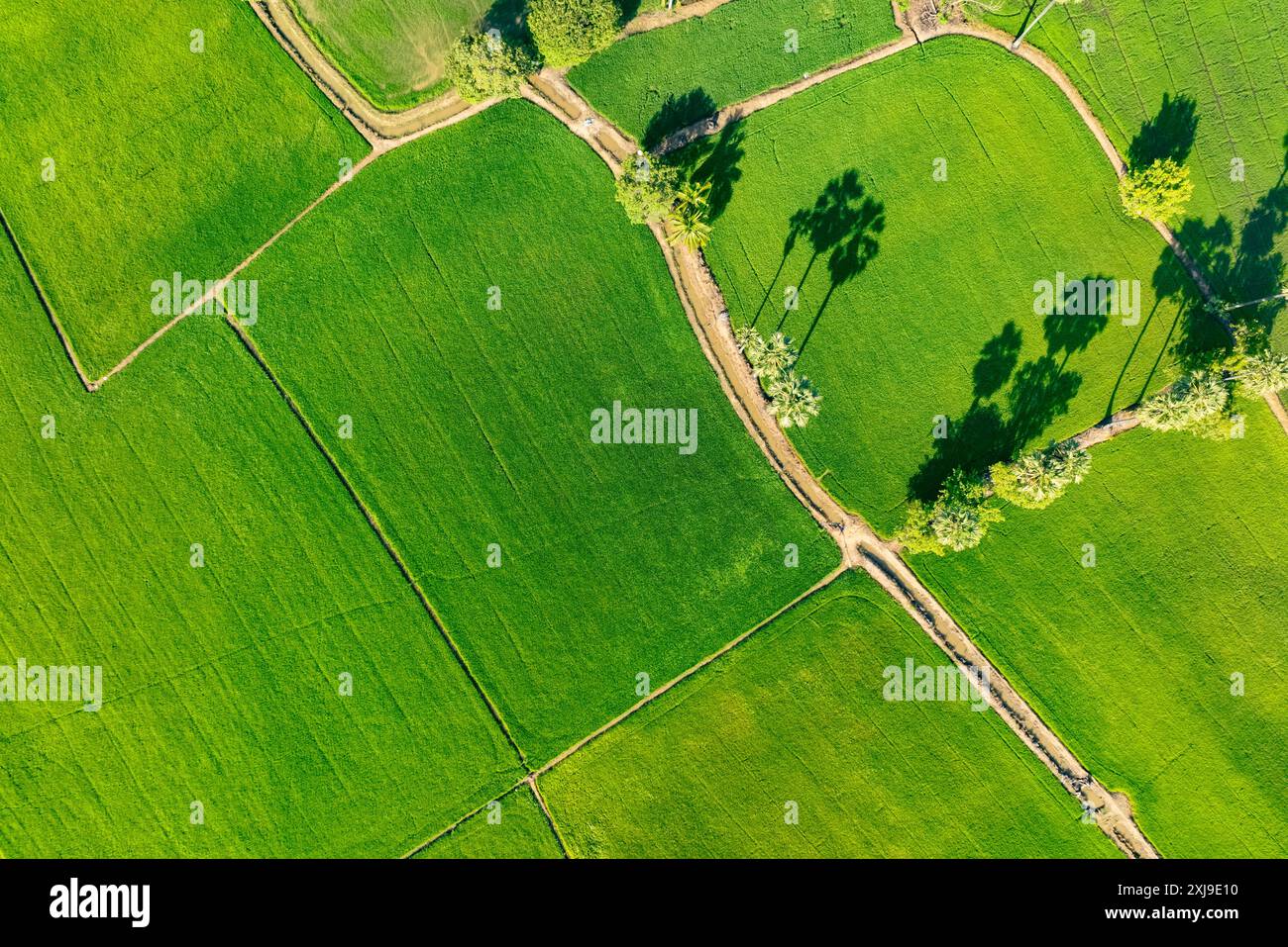 Aerial view of lush green rice field with small winding canal ...