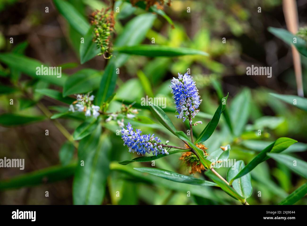 Veronica stricta also called Koromiko Hebe stricta in flower on ...