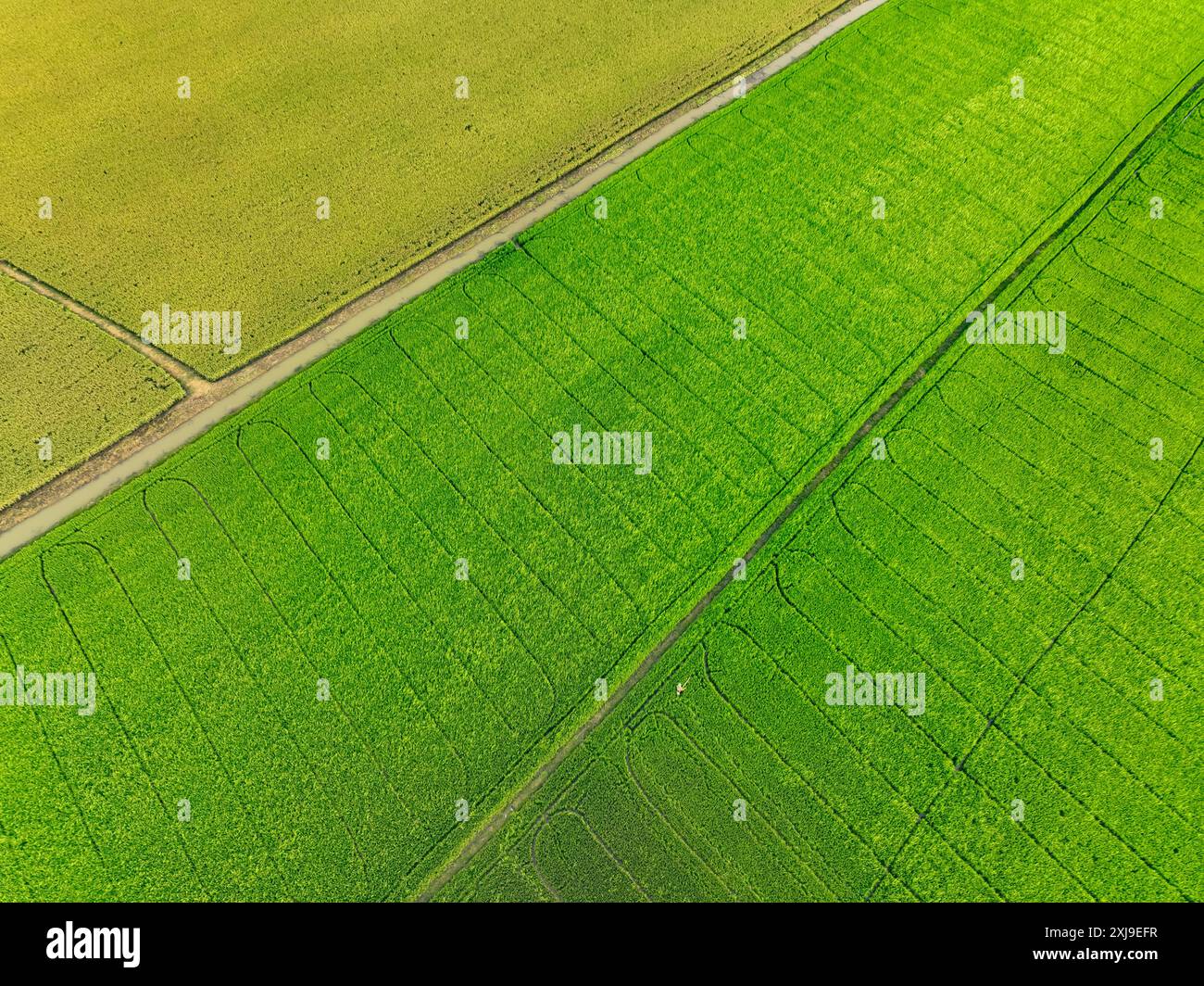 Aerial view of green and yellow rice fields. Sustainable agriculture ...