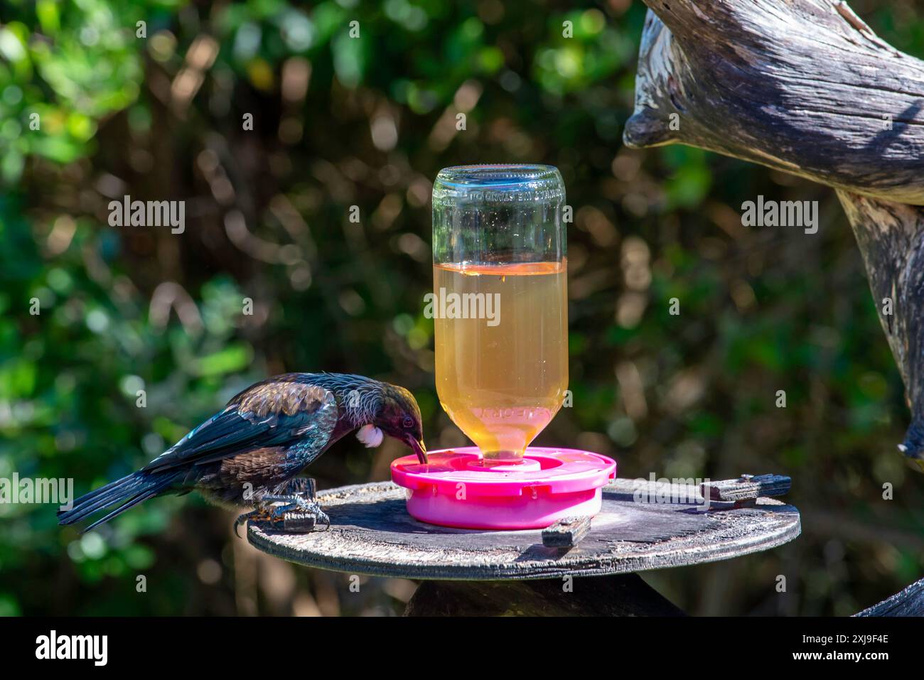 The Tūī (Prosthemadera novaeseelandiae), a boisterous medium-sized bird ...