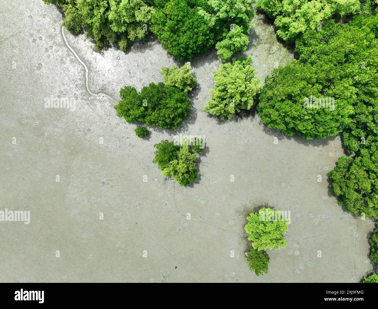Aerial top view of green mangrove forest. Mangrove ecosystem. Natural ...