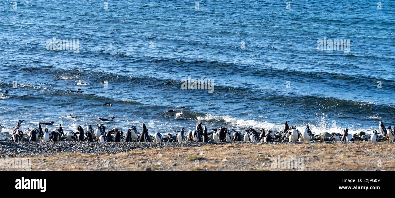Many Magellanic Penguins standing at the edge of the sea water in ...