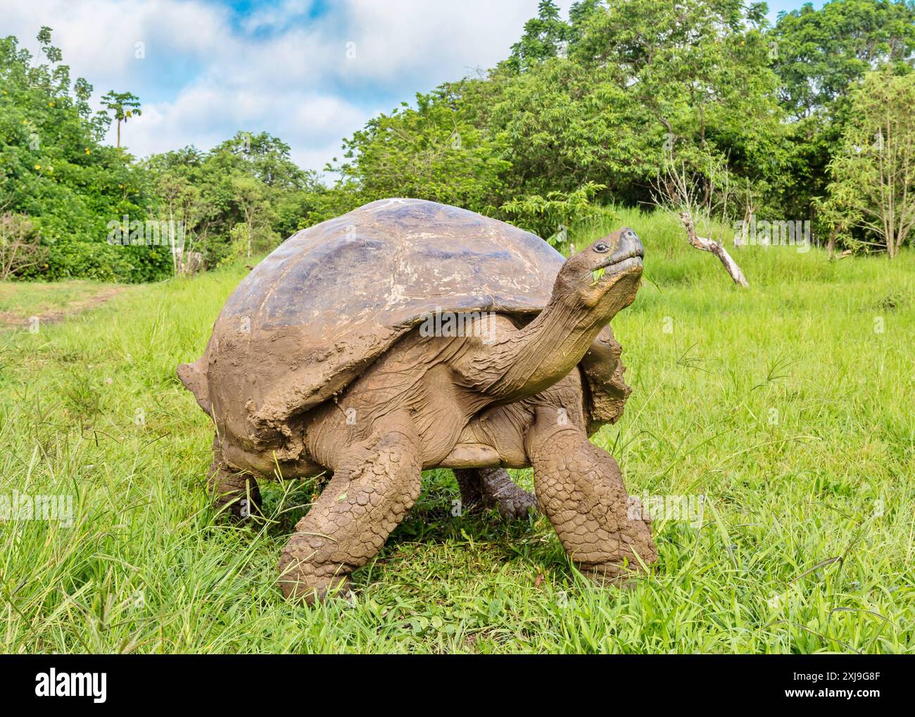 Galapagos Giant Tortoise Chelonoidis chathamensis, can live for over ...